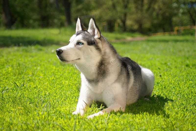 Dog breed Siberian Husky stock photo. Image of jaws, wild - 55653730