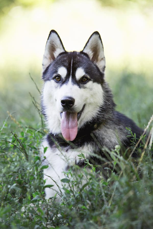 Dog breed Siberian Husky stock photo. Image of outdoors - 74633434