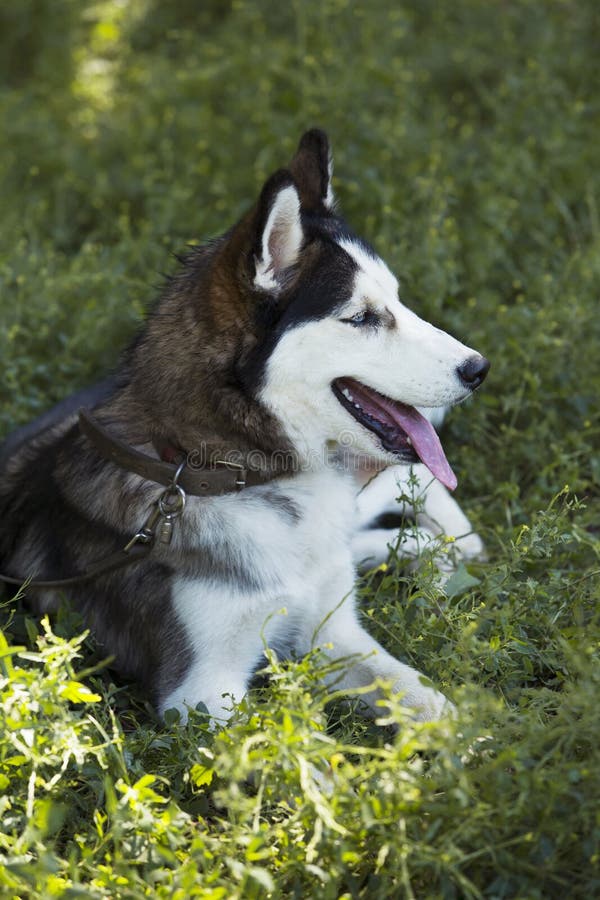 Dog breed Siberian Husky stock photo. Image of green - 75529668
