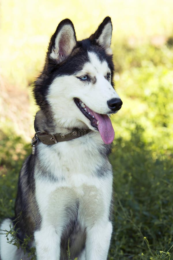 Dog breed Siberian Husky stock photo. Image of solitude - 74633442