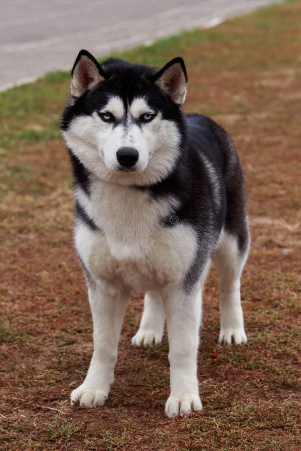 Dog breed Siberian husky stock photo. Image of ginger - 97051874