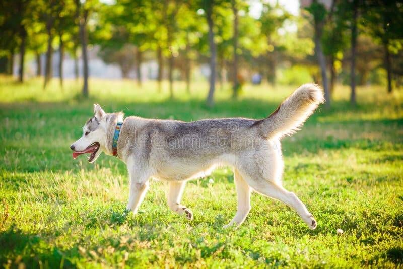 Siberian Husky Walking in Autumn Forest Stock Image - Image of grass ...