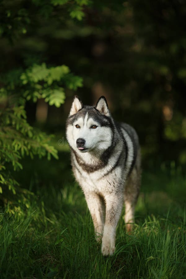 Dog Breed Siberian Husky Walking in Summer Park Stock Image - Image of ...
