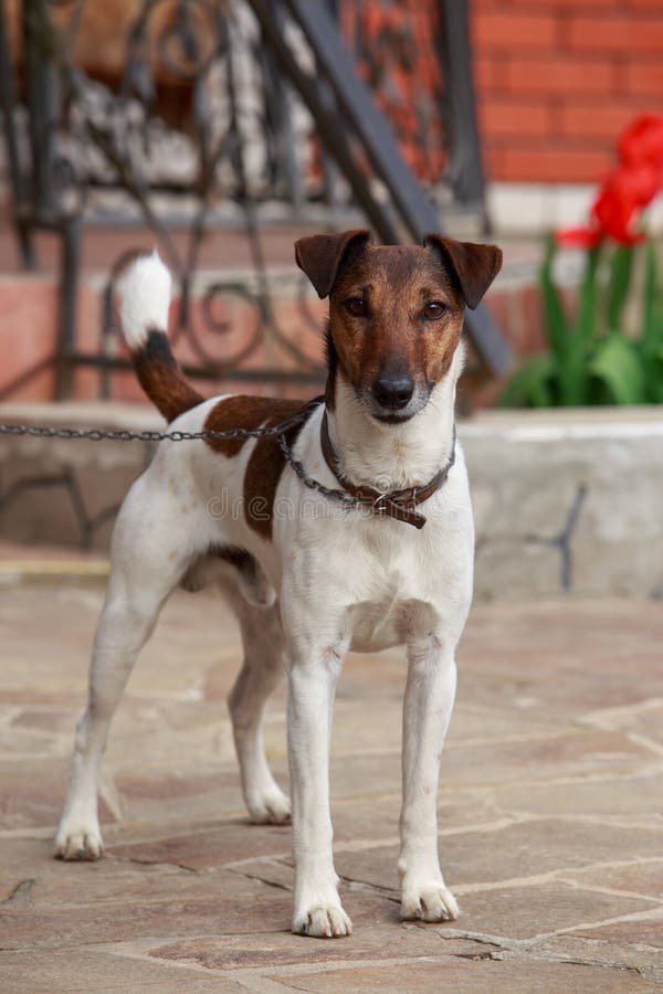 Dog Breed Smooth-haired Fox Terrier Stock Image - Image of summer ...