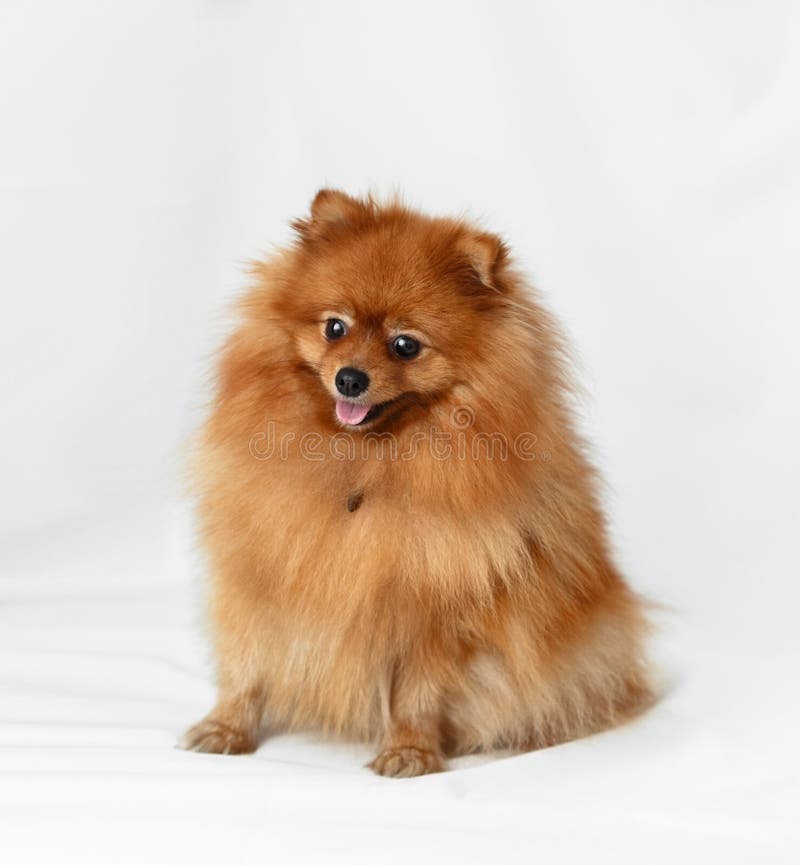 Dog Breed Spitz Beige Color Stock Photo - Image of face, color: 165661102