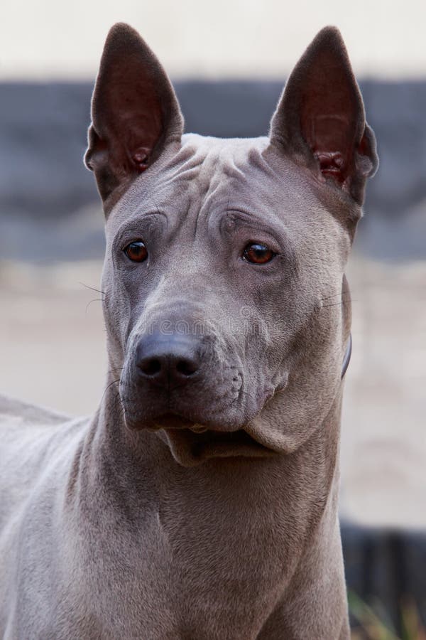 Dog breed Thai Ridgeback stock photo. Image of popular - 79553838