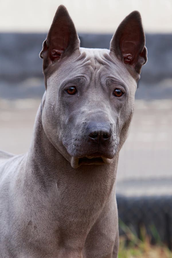Dog breed Thai Ridgeback stock image. Image of ridgeback - 79878639