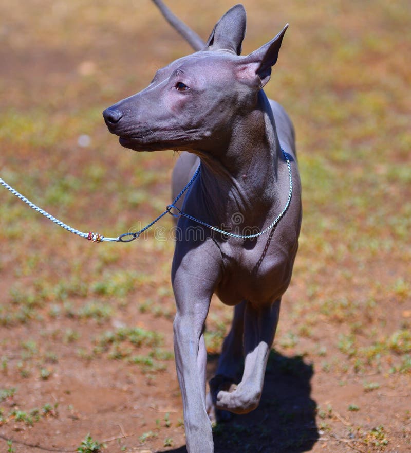 Dog Breed Thai Ridgeback or Mah Thai Stock Image - Image of green ...