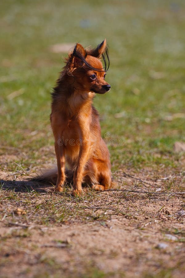Dog Breed Toy Terrier on Nature Stock Photo - Image of attentive, sweet ...