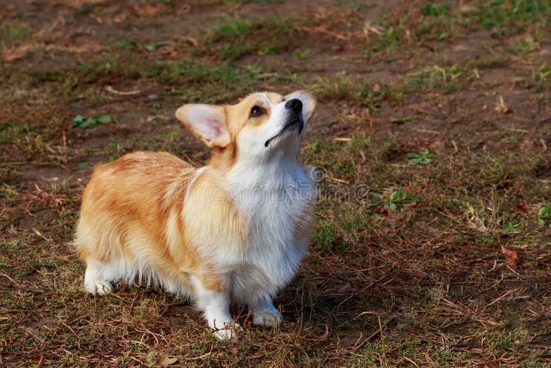 Dog Breed Welsh Corgi Pembroke Stock Photo - Image of field, open ...