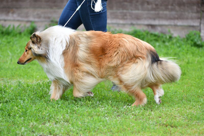 Dog breeds of Collie stock photo. Image of young, lovely - 94724218