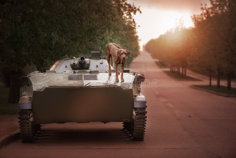 Dog Breeds Rhodesian Ridgeback Sits on a Tank Stock Photo - Image of ...