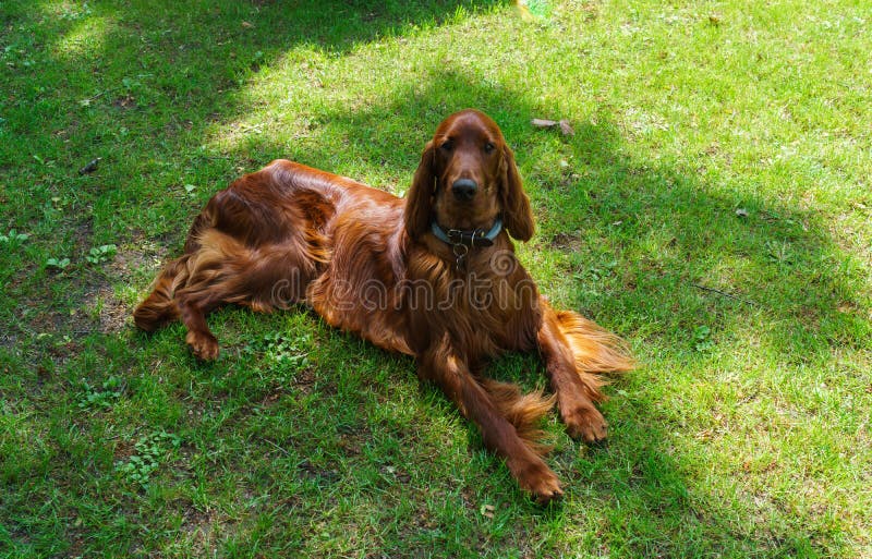 Dog Breeds Satter, Brown Color on the Lawn Stock Photo - Image of love ...