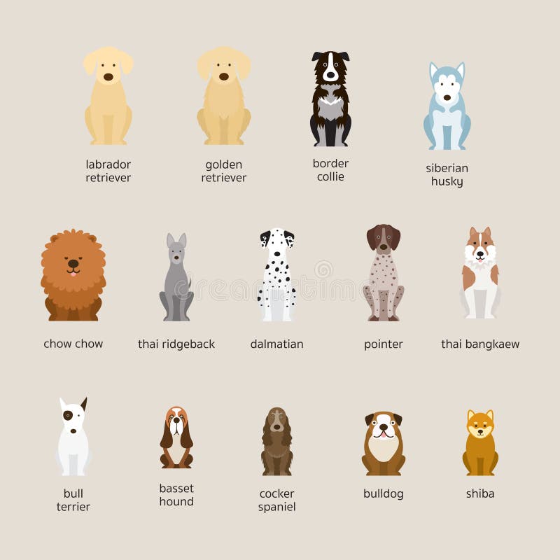 Dog Breeds Set, Small and Medium Size Stock Vector - Illustration of ...