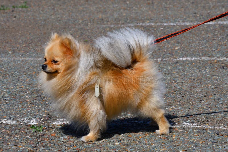 Dog Breeds of Small German Spitz Stock Image - Image of purebred ...