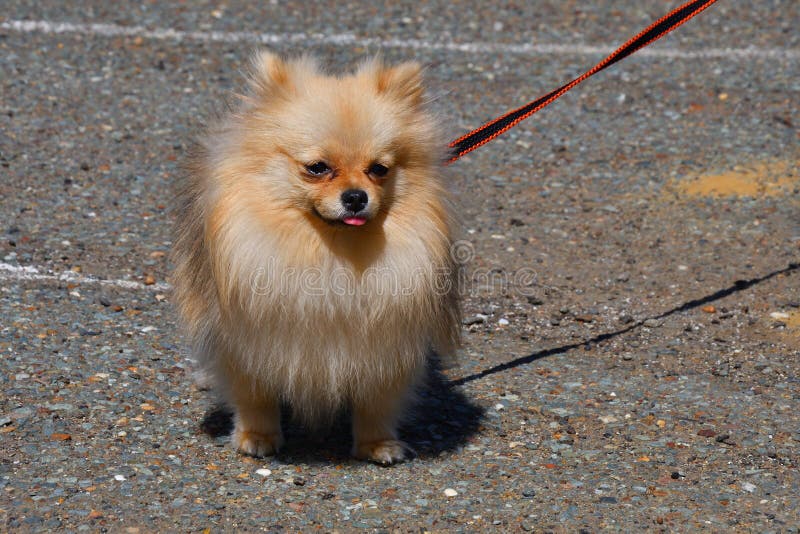 Dog Breeds of Small German Spitz Stock Photo - Image of animals, friend ...