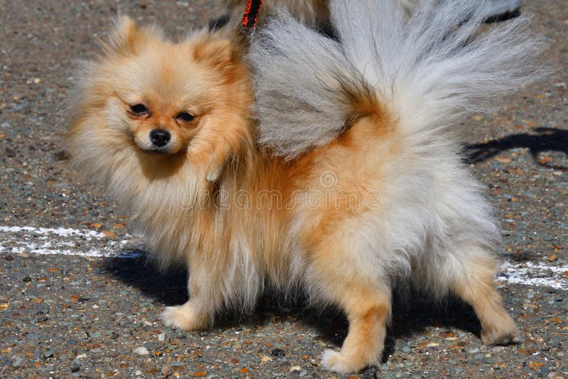 Dog Breeds of Small German Spitz Stock Image - Image of healthy, puppy ...
