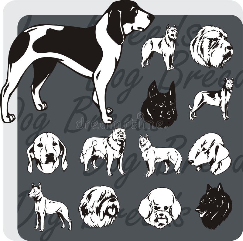 Dog Breeds - vector set stock vector. Illustration of dane - 33384591