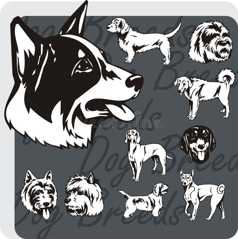 Dog Breeds - vector set stock vector. Illustration of domestic - 33384660