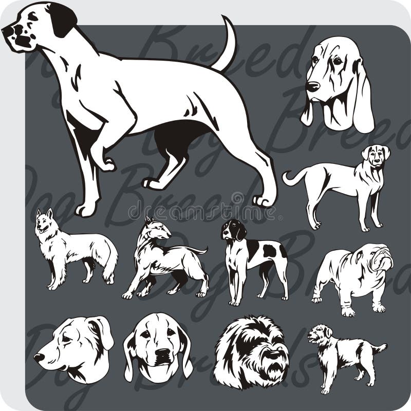 Dog Breeds - vector set stock vector. Illustration of domestic - 33384660