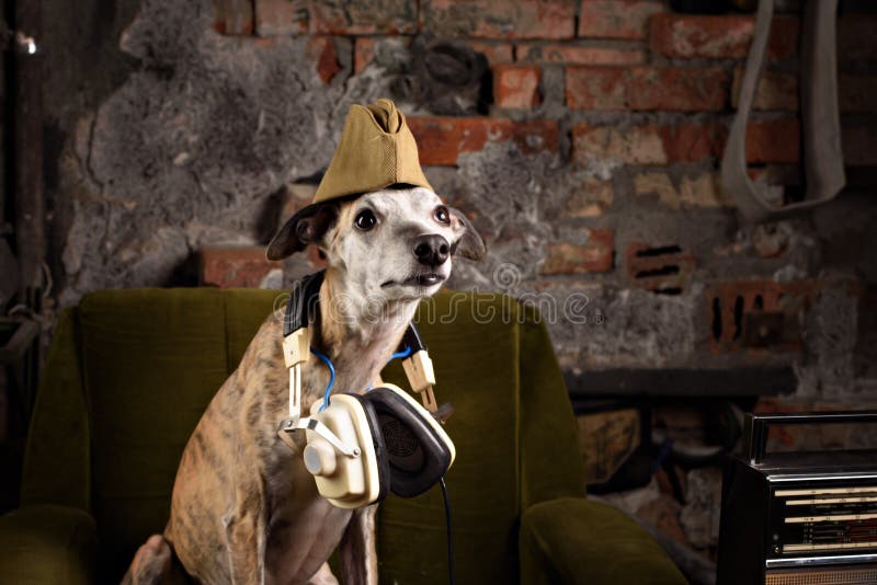 4,323 Dog Whippet Stock Photos - Free & Royalty-Free Stock Photos from ...