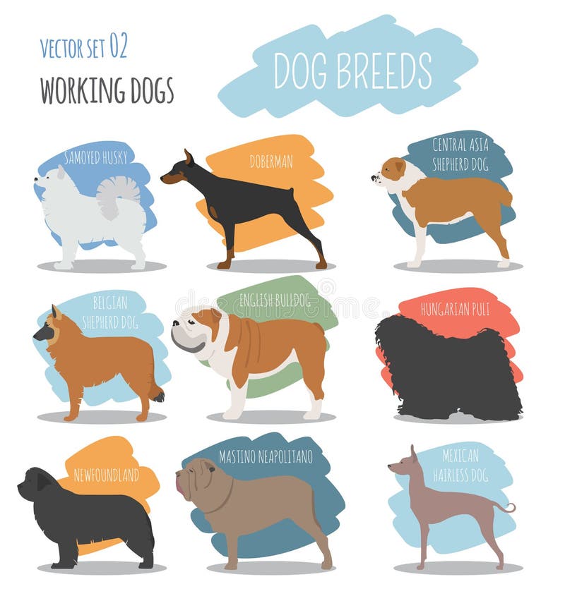Dog Breeds. Working (watching) Dog Set Icon Stock Vector - Illustration ...