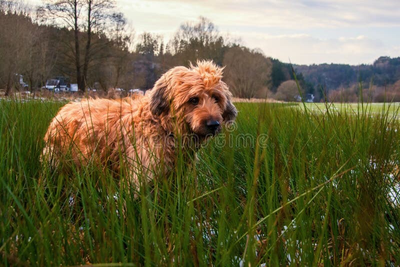 Dog briard in meadow stock image. Image of breed, tree - 64560367