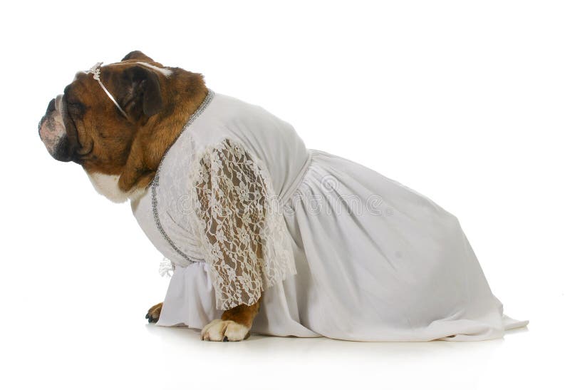 Dog dressed up as bride stock photo. Image of boutique - 7092272