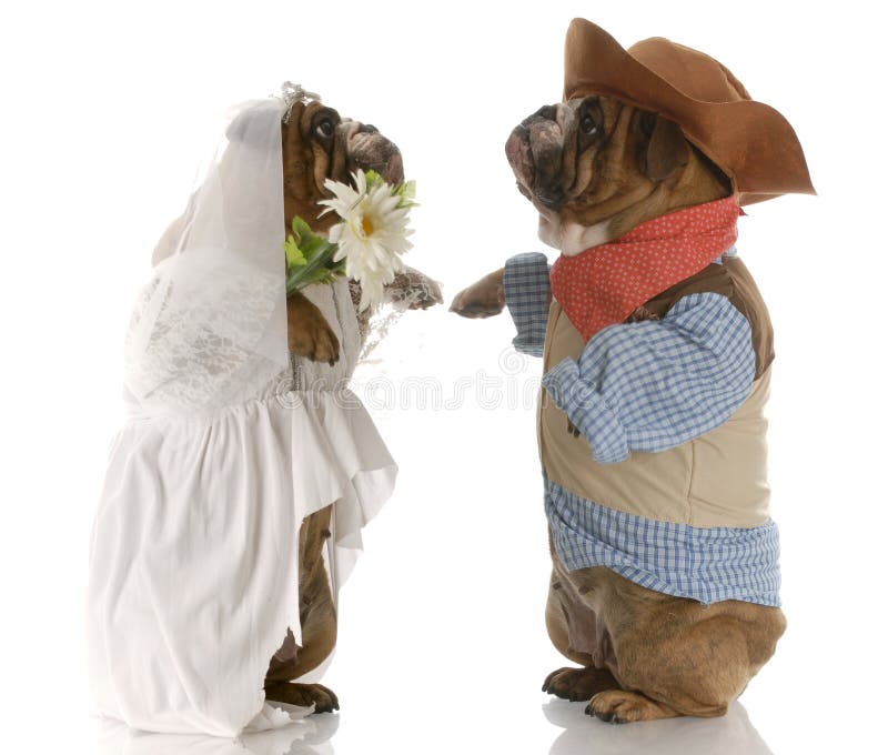 Dog bride and groom stock image. Image of cute, background - 28258839