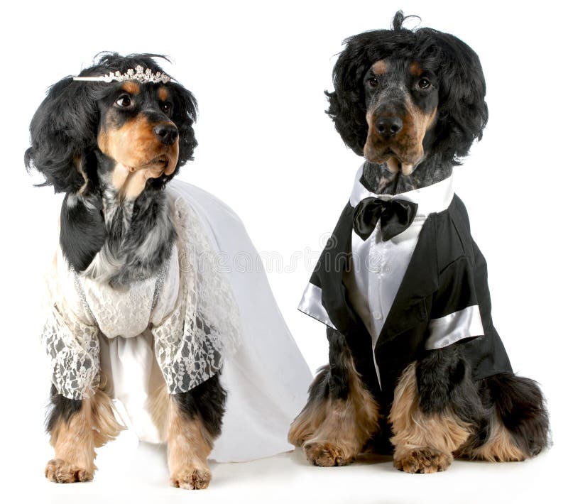 Dog bride and groom stock image. Image of cute, background - 28258839