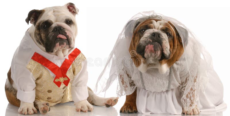 Dog bride and groom stock image. Image of cute, background - 28258839