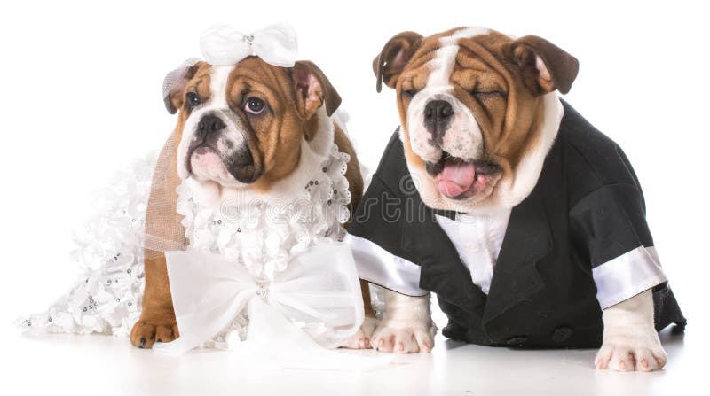 Dog bride and groom stock image. Image of cute, background - 28258839
