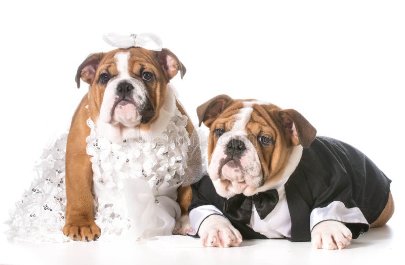 Dog bride and groom stock image. Image of cute, background - 28258839