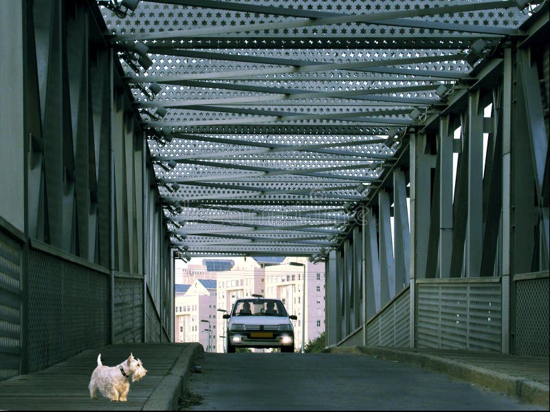 Keep out stock photo. Image of animal, barking, ferocious - 561524