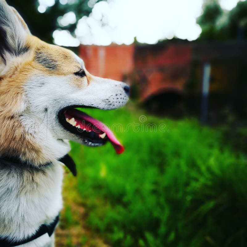 Dog and bridge stock photo. Image of facing, sandwich - 99052162