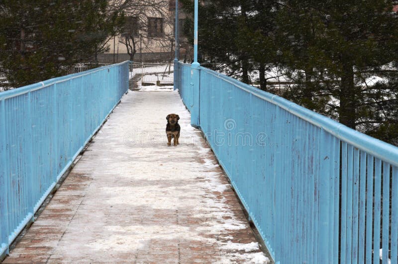 Dog on the bridge stock photo. Image of bridge, tree - 112225490