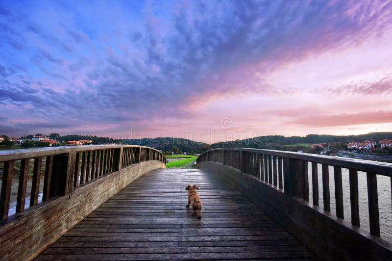 8,658 Dog Bridge Stock Photos - Free & Royalty-Free Stock Photos from ...