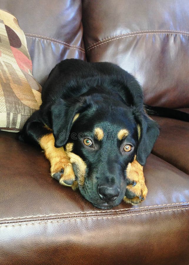 Dog with Bright Eyes stock image. Image of eyebrows, humane - 50757525