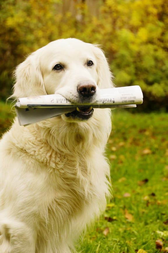 Dog bringing newspaper stock image. Image of newspaper - 7953861