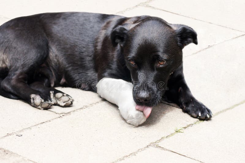 Dog with broken leg stock image. Image of hand, bandage - 14867883