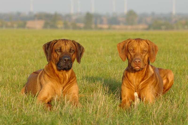 Dog brothers stock image. Image of breed, elegance, face - 8374233