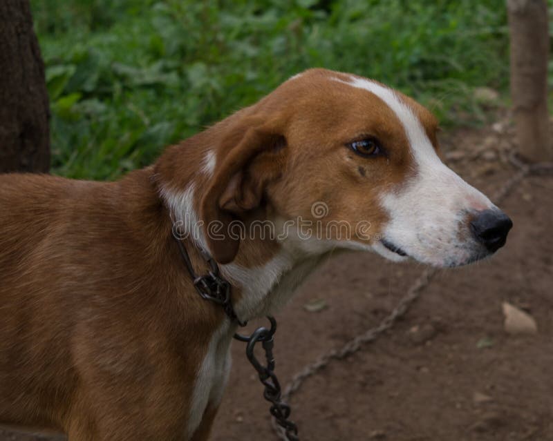 Dog stock photo. Image of jack, puppy, terrier, face - 74602432