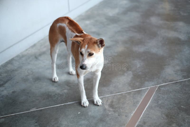 Dog Look Something on the Floor Stock Image - Image of floor, looking ...