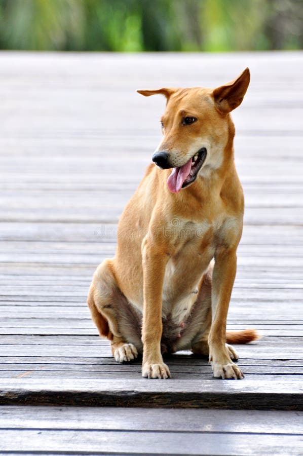 Steekbaard Stock Photos - Free & Royalty-Free Stock Photos from Dreamstime