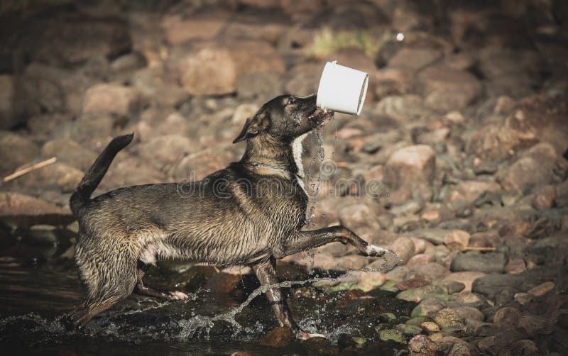 Dog with a bucket stock photo. Image of splashing, bucket - 103170846