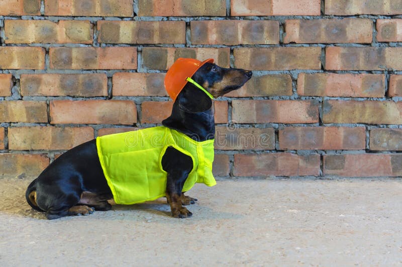 Dog Builder Dachshund in an Orange Construction Helmet at the Brick ...