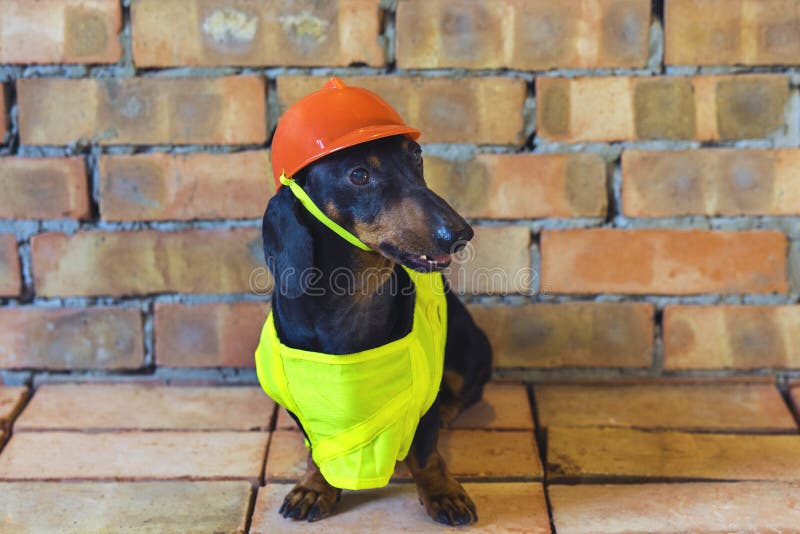 Dog Builder Dachshund in an Orange Construction Helmet at the Brick ...