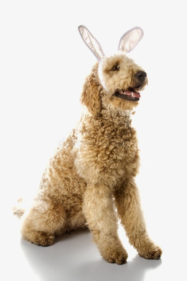 Dog in bunny ears stock image. Image of ears, photograph - 2045663