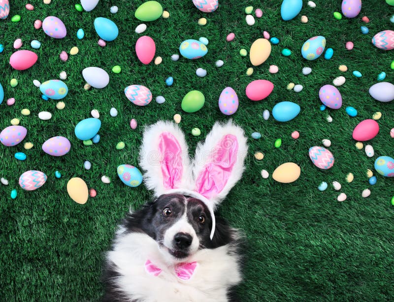 Dog with Bunny Ears Surrounded by Easter Eggs and Candy Stock Image ...