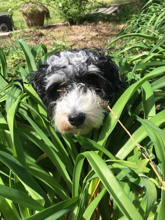 Dog in the bushes stock image. Image of canine, havanese - 119100223